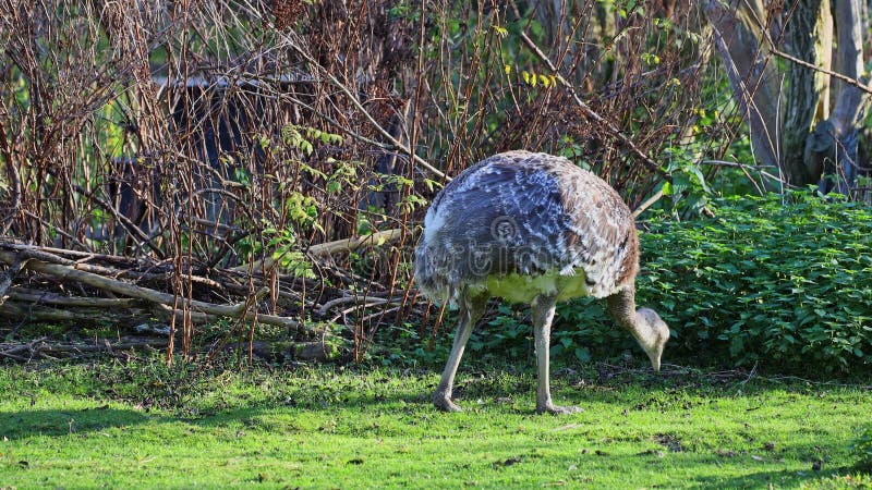 Darwin S Rhea, Rhea Pennata, Also Known As the Lesser Rhea. Stock ...