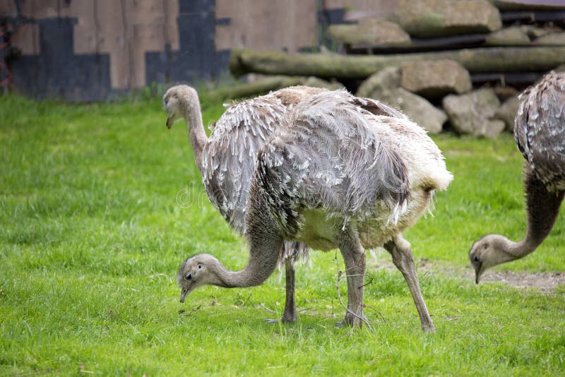 Darwin S Rhea, Rhea Pennata, are among the Rarest Ostriches Stock Photo ...