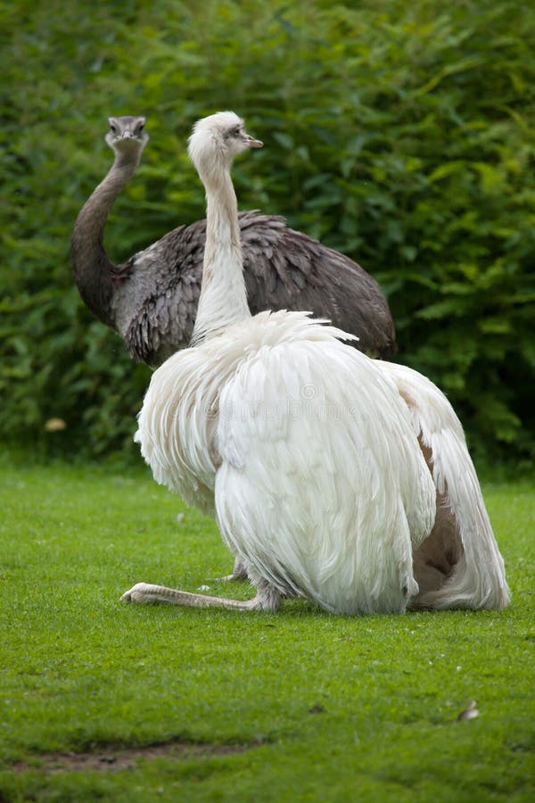 White rheas at zoo stock photo. Image of animals, caged - 74037272