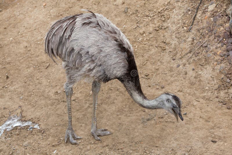 Darwin& X27; S Rhea Y X28; Pennata& X29 De Rhea; Imagen de archivo ...