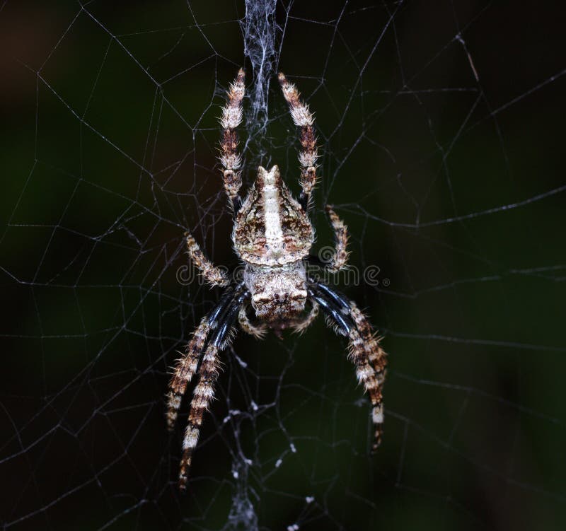 Darwini Madagascar De Caerostris De La Araña De La Corteza Del ` S De ...