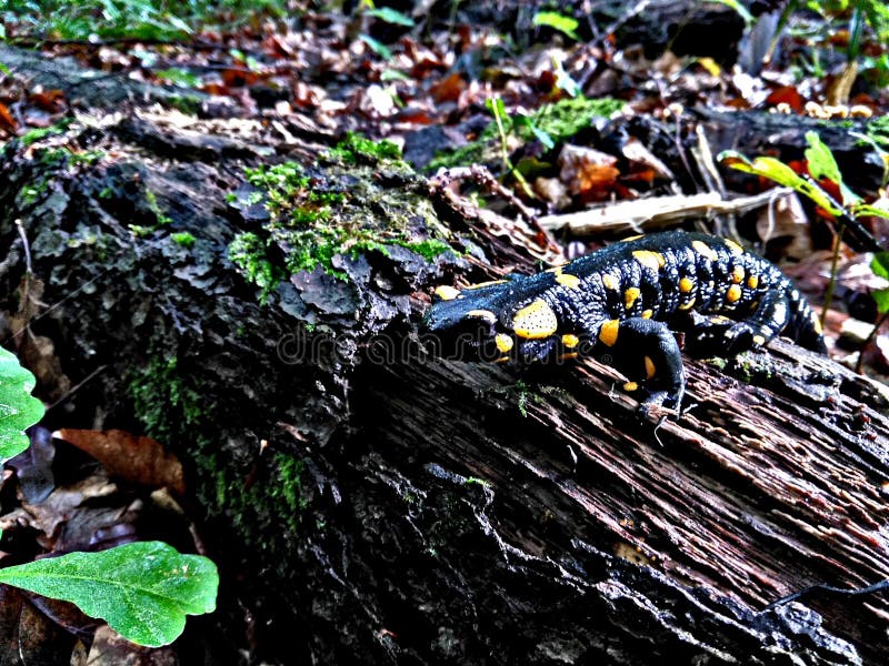 Darzdenjak stock photo. Image of guster, darzdenjak - 109395000