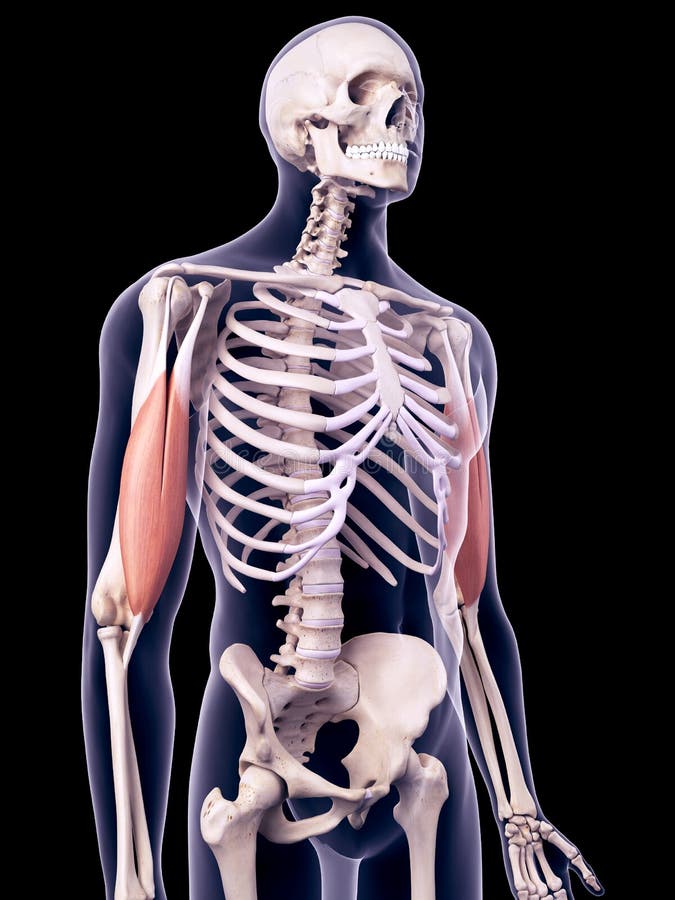 Das Bizeps stock abbildung. Illustration von biologie - 74199548