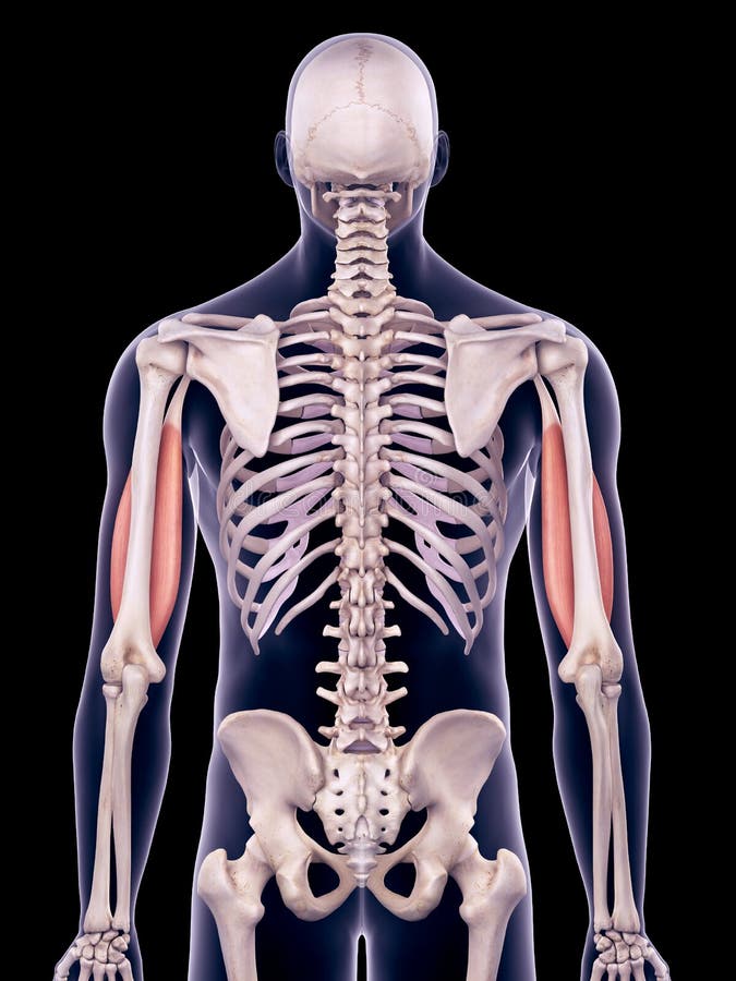 Der Bizeps stock abbildung. Illustration von ober, gesundheit - 74201074