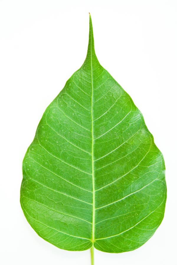 Das Blatt stockbild. Bild von gruppe, nave, ausführlich - 14807463