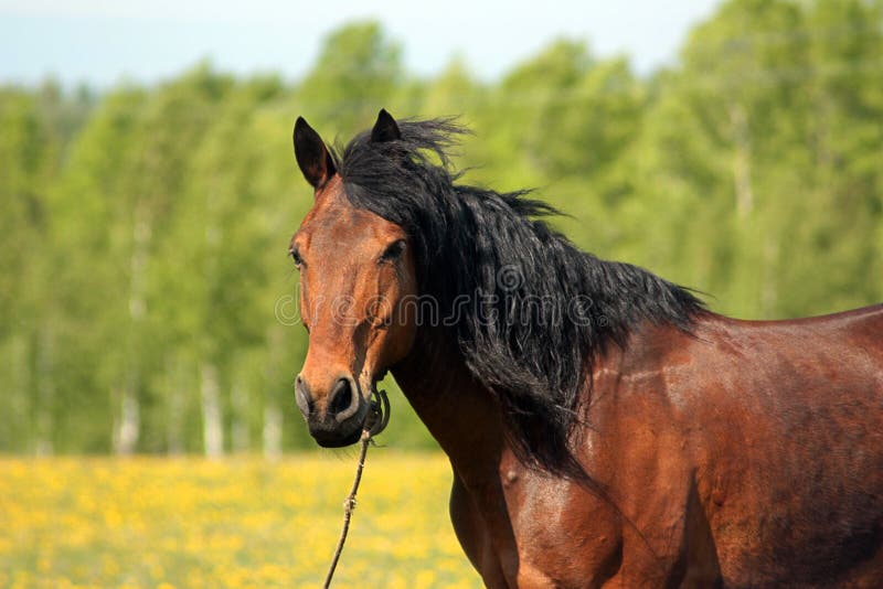 Das Braune Pferd Auf Einer Weide Stockfoto - Bild von gras, haupt: 19879022