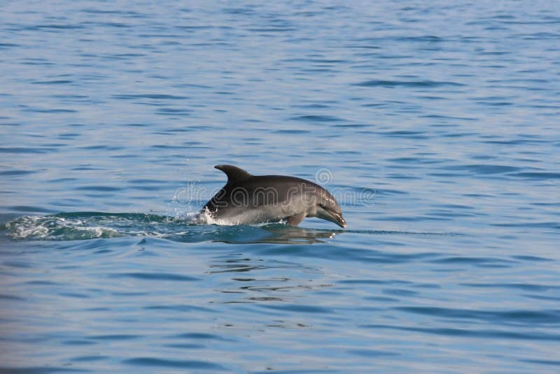 Delfin springt stockbild. Bild von flosse, wasser, delphin - 4786425