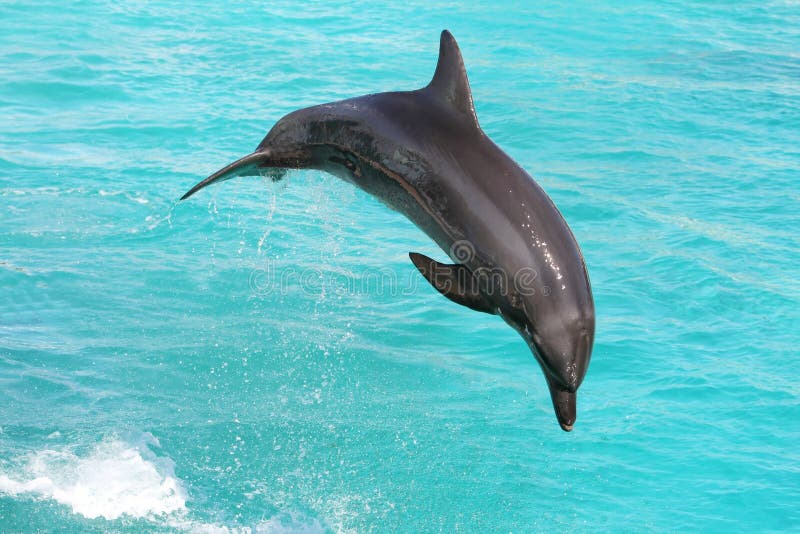 Delphin-Sprung stockfoto. Bild von freund, leistung, säugetiere - 8987522