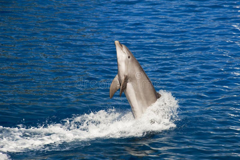 Das Delphin-Springen stockfoto. Bild von unterhaltung - 8987576