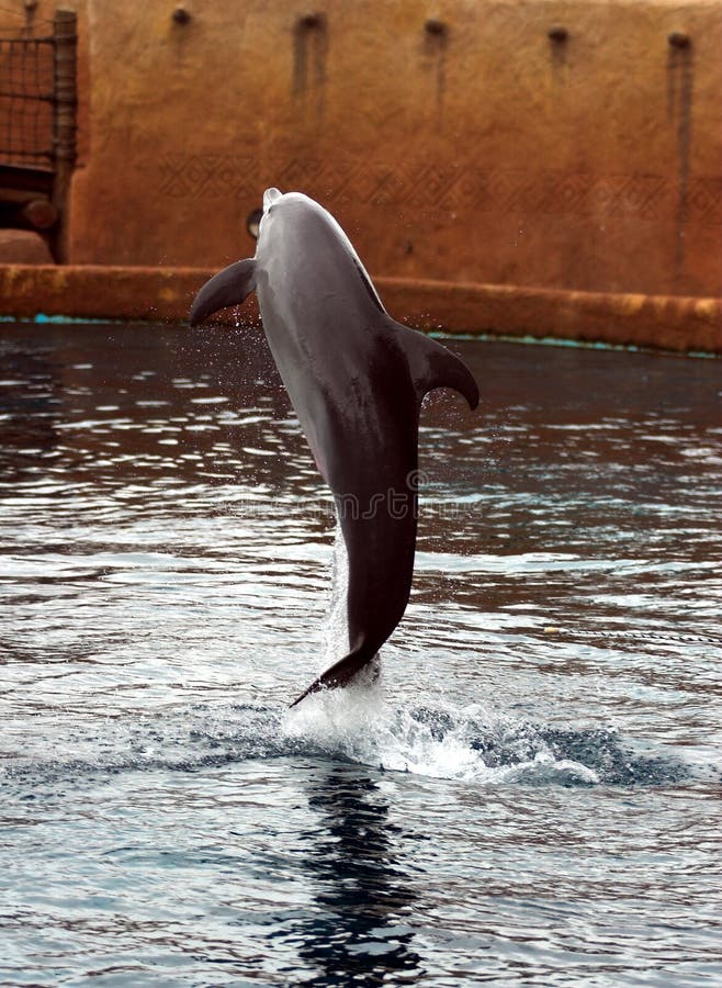 Springender Delphin stockbild. Bild von wildnis, fischen - 5131767
