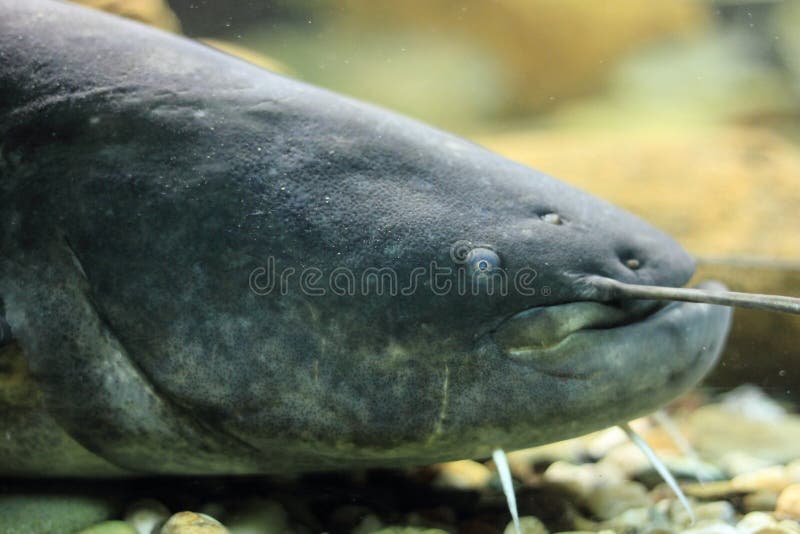 Großer Wels stockfoto. Bild von bart, nave, trophäe, fischer - 15223442