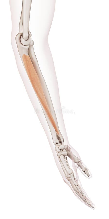 Das digitorum profundus stock abbildung. Illustration von mann - 57548139