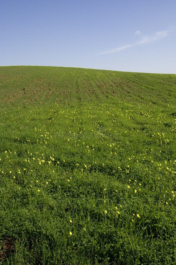 Das Feld stockbild. Bild von bunt, horizont, frisch, landschaft - 4367553