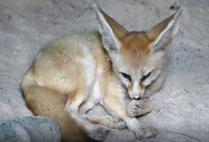 Fennec Fox (Vulpes zerda) stockfoto. Bild von nord, afrikanisch - 23599392