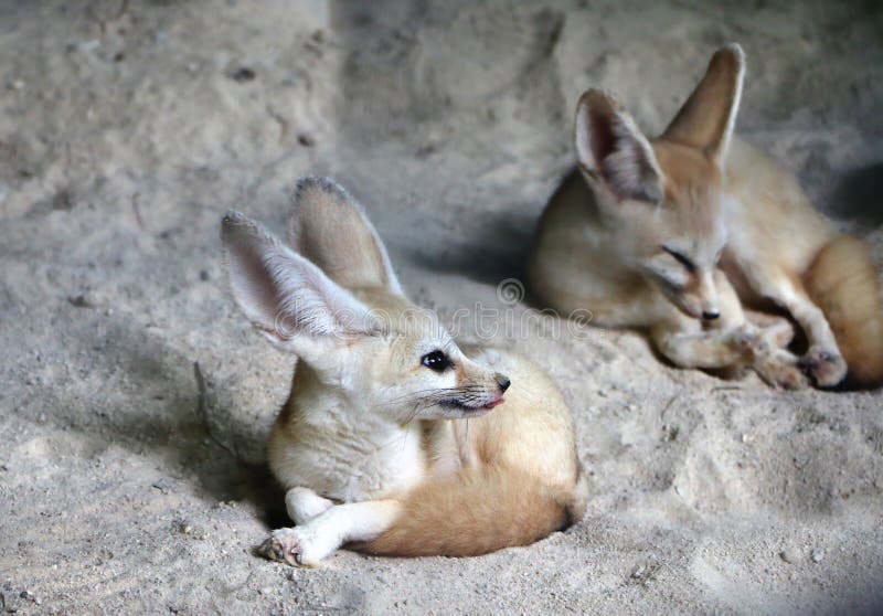 Das Fennek Oder Fennec Vulpes Zerda Stockfoto - Bild von karosserie ...