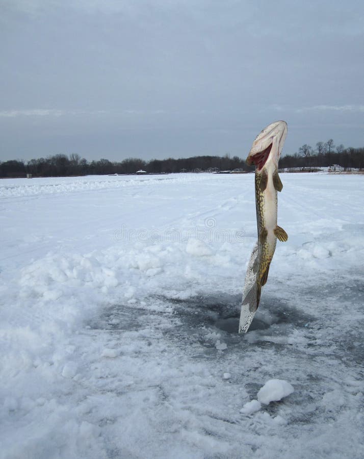 Fisch Springt Gegen Den Strom Am Wasserfall In Der Laichzeit Stockfoto ...