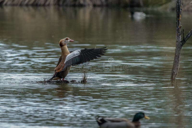 Das Flattern stockbild. Bild von flattern - 145873857