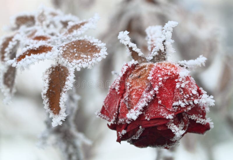 Gefrorene Rose Ist Gegen Den Boden Defekt Stockbild - Bild von trocken ...