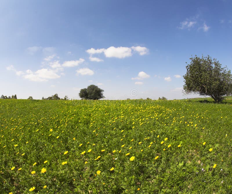Das Gras, Die Blumen Und Die Bäume Stockfoto - Bild von feld, wiese ...