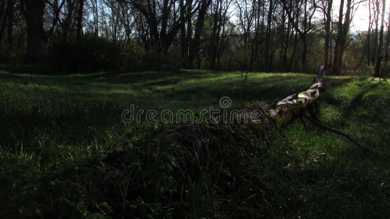 Das Gras im Wald stockfoto. Bild von sonnenaufgang, sonne - 74064328