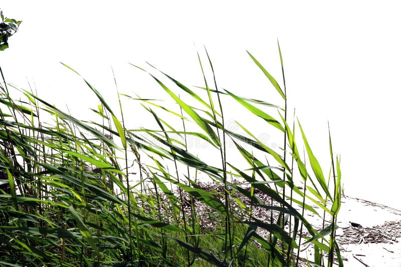 Das Gras Ist Schnitt-auf Einem Weißen Hintergrund Stockfoto - Bild von ...