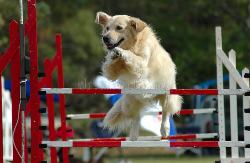 Hund Springt Von Der Plattform Des Stegs Ins Wasser Stockfoto - Bild ...