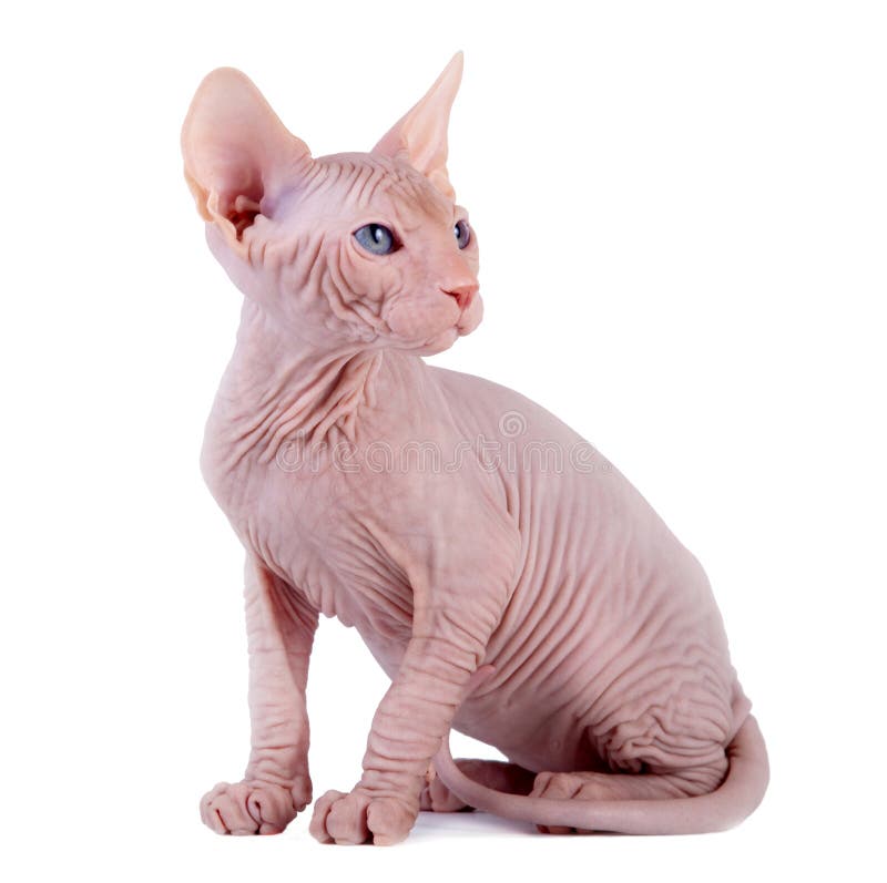 Kanadische sphynx Katze stockbild. Bild von haustier - 64810797