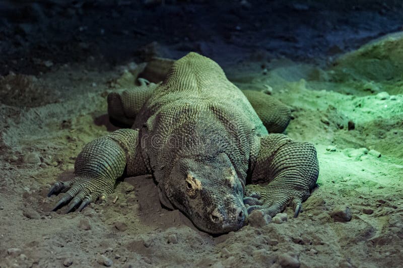 Weg Des Komodowarans Front View Wissenschaftlicher Name: Varanus ...