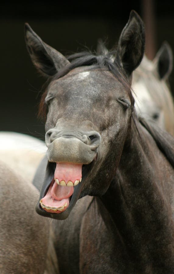 Das lustige Pferd stockbild. Bild von gegähne, lustig - 4068733