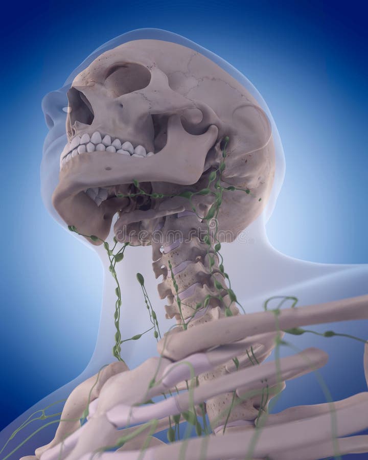 Das Lymphsystem - der Hals stock abbildung. Illustration von ...