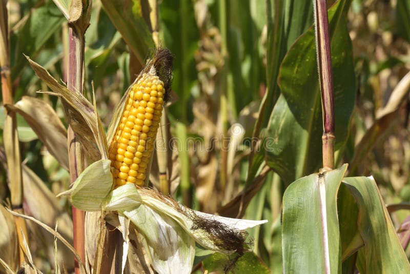 Das Mais-Feld auf dem Feld stockbild. Bild von saatgut - 102890059