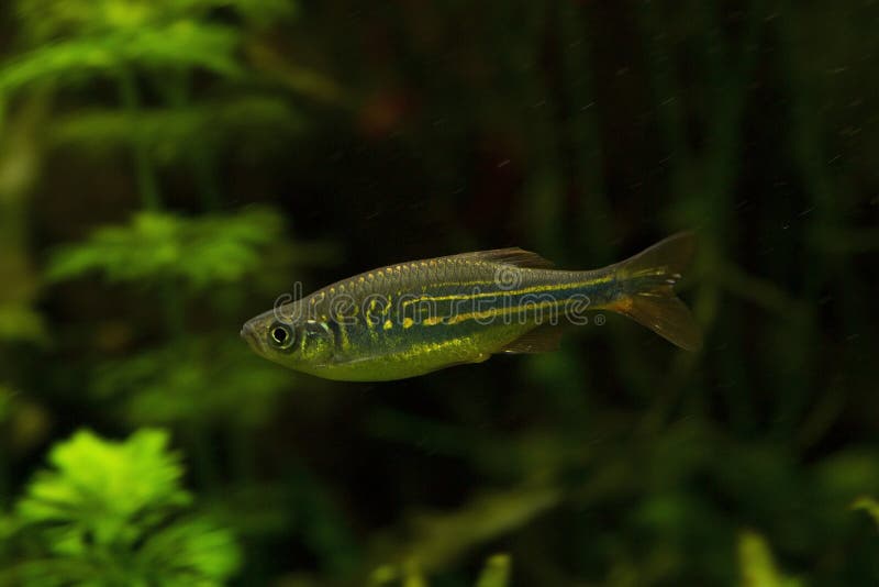 Das Malabar Danio Devario Malabaricus. Stockfoto - Bild von wildnis ...