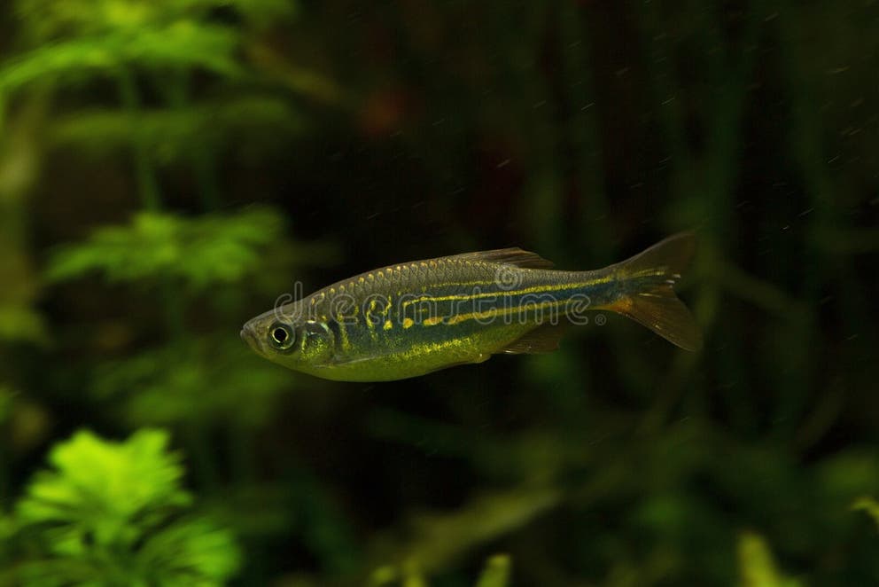 Das Malabar Danio Devario Malabaricus. Stockfoto - Bild von wildnis ...