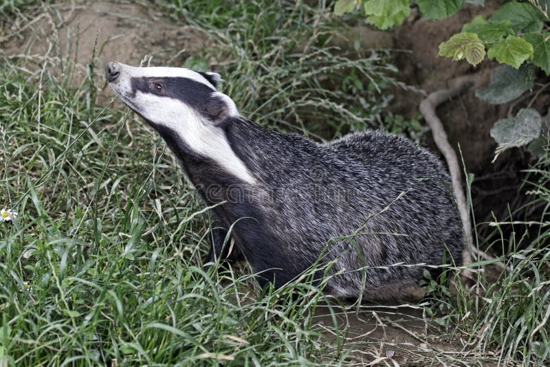 Das, Meles meles stock afbeelding. Image of nave, beek - 32326427