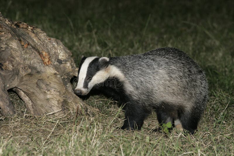Das, Meles meles stock afbeelding. Image of nacht, wild - 35113595