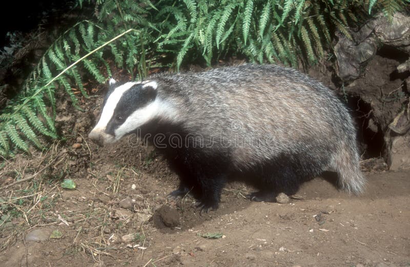 Das, Meles meles stock foto. Image of wild, nachtelijk - 35997176