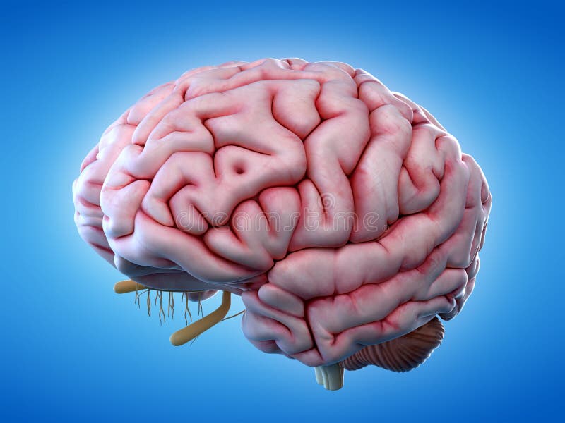 Das menschliche Gehirn stock abbildung. Illustration von anatomisch ...