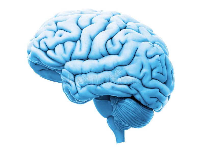 Das menschliche Gehirn stock abbildung. Illustration von kleinhirn ...