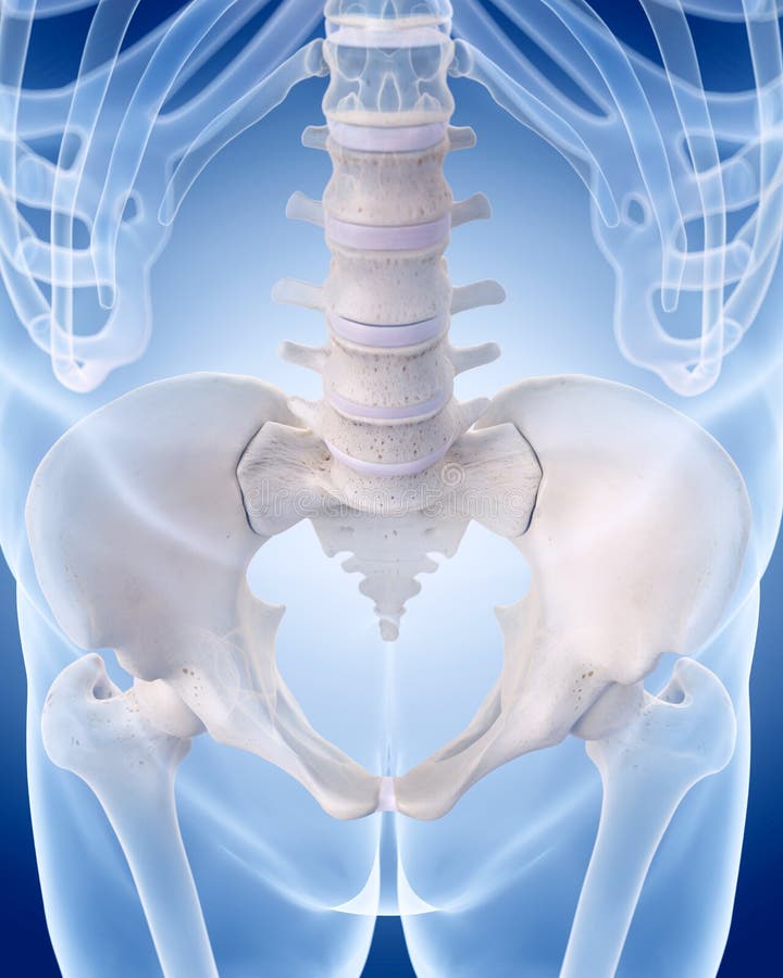 Das Menschliche Skelett - Der Dorn Stock Abbildung - Illustration von ...