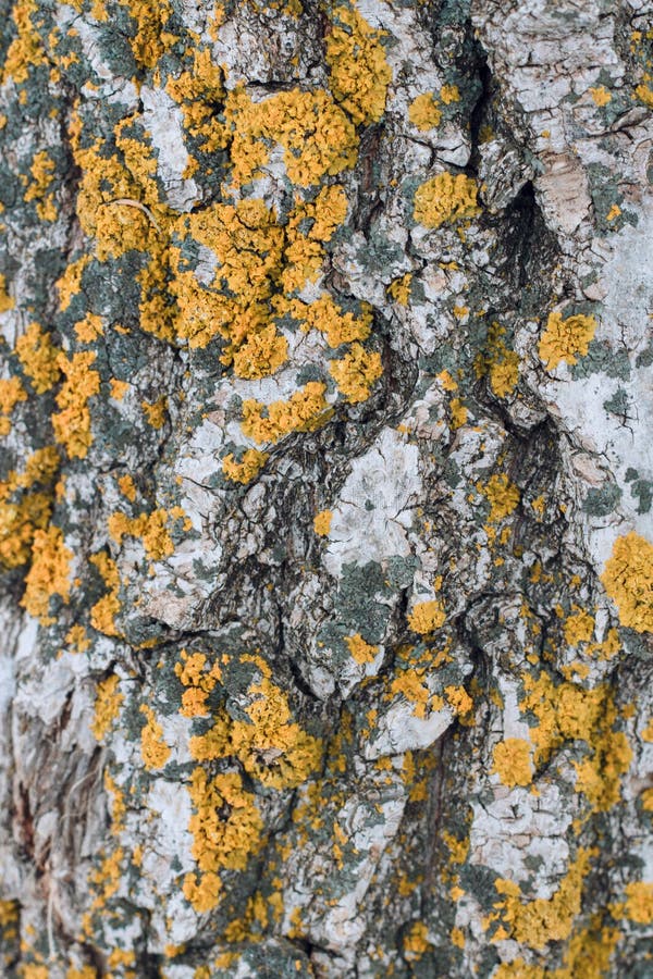 Das Moos auf dem Baum stockfoto. Bild von vorstand, grau - 107865214