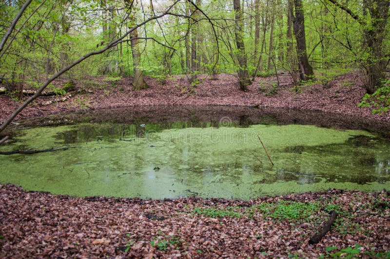 Das Morasko-Meteorit-Naturreservat Stockfoto - Bild von posen ...