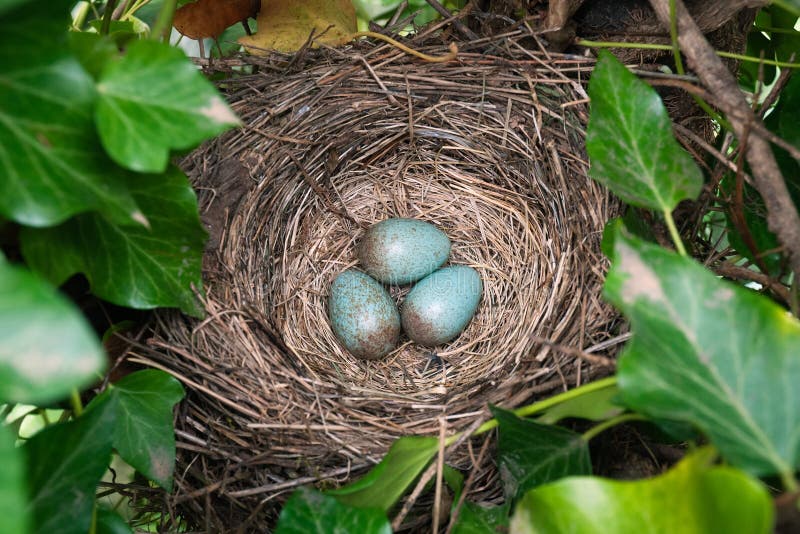 Das Nest der Amsel stockbild. Bild von efeu, eier, brut - 28391607