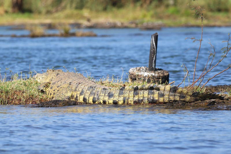 Das Nil-Krokodil Beim Sambesi Stockfoto - Bild von wasser, eingebürgert ...