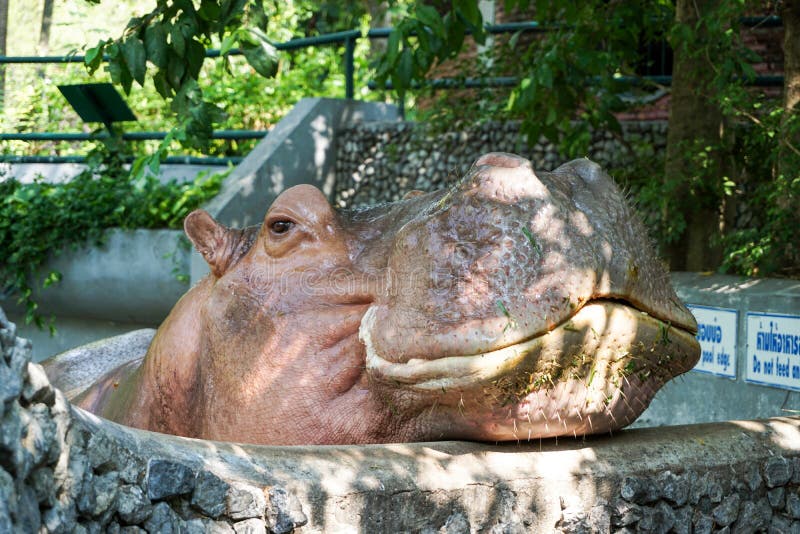 Nilpferd 10 stockbild. Bild von fauna, afrikanisch, afrika - 35601533