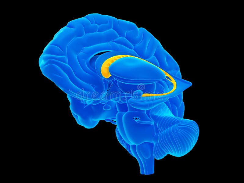 Nucleus Stock Illustrationen, Vektoren, & Kliparts - 56 Stock ...