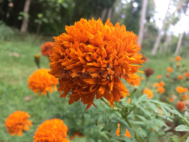 X28 Das Pethiya Stock Photos - Free & Royalty-Free Stock Photos from ...