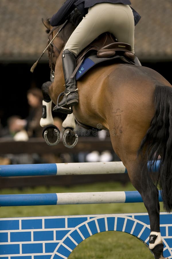 Das Pferd 020 springend stockbild. Bild von sport, military - 4895079