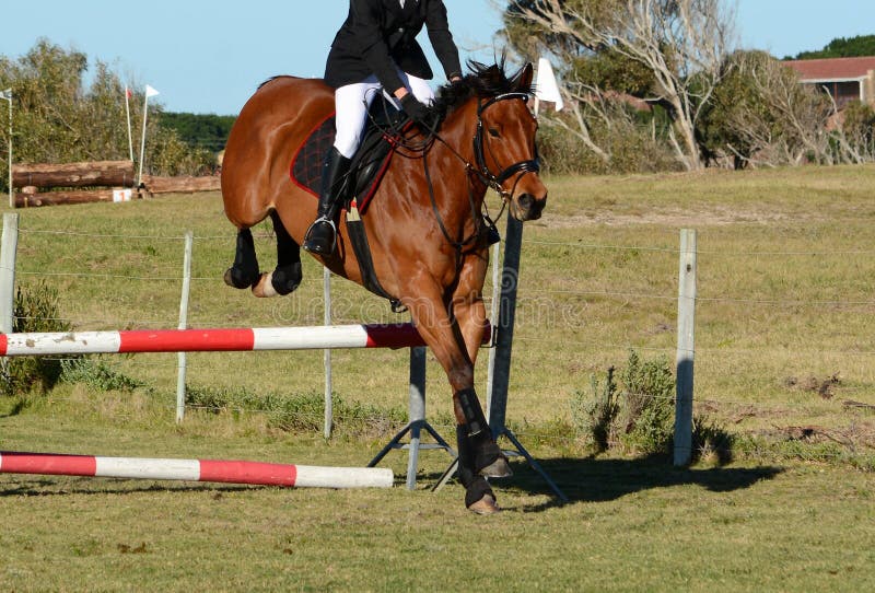 Das Pferd Einen Sprung Springend Stockbild - Bild von braun ...