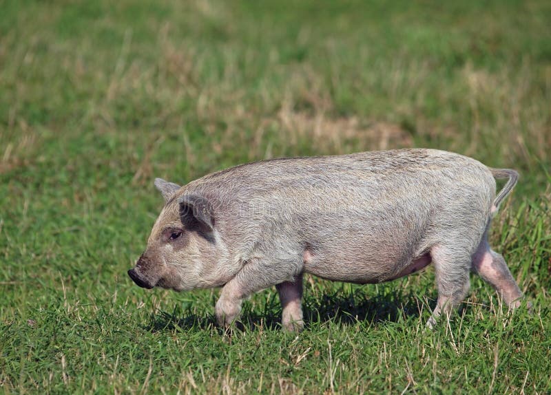 Das Pigling Der Ungarischen Zucht Mangalitsa Stockfoto - Bild von ...