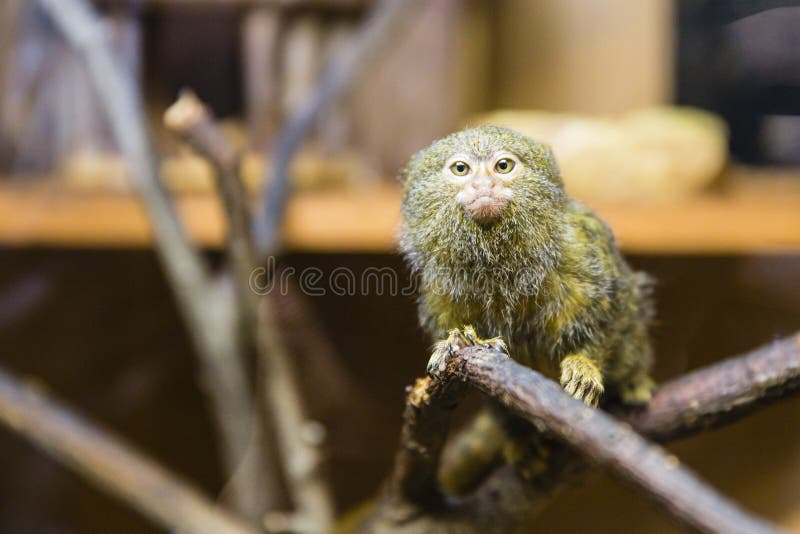 Cebuella Pygmaea Oder Fingeraffe, Der Kleinste Affe In Der Welt, Die ...